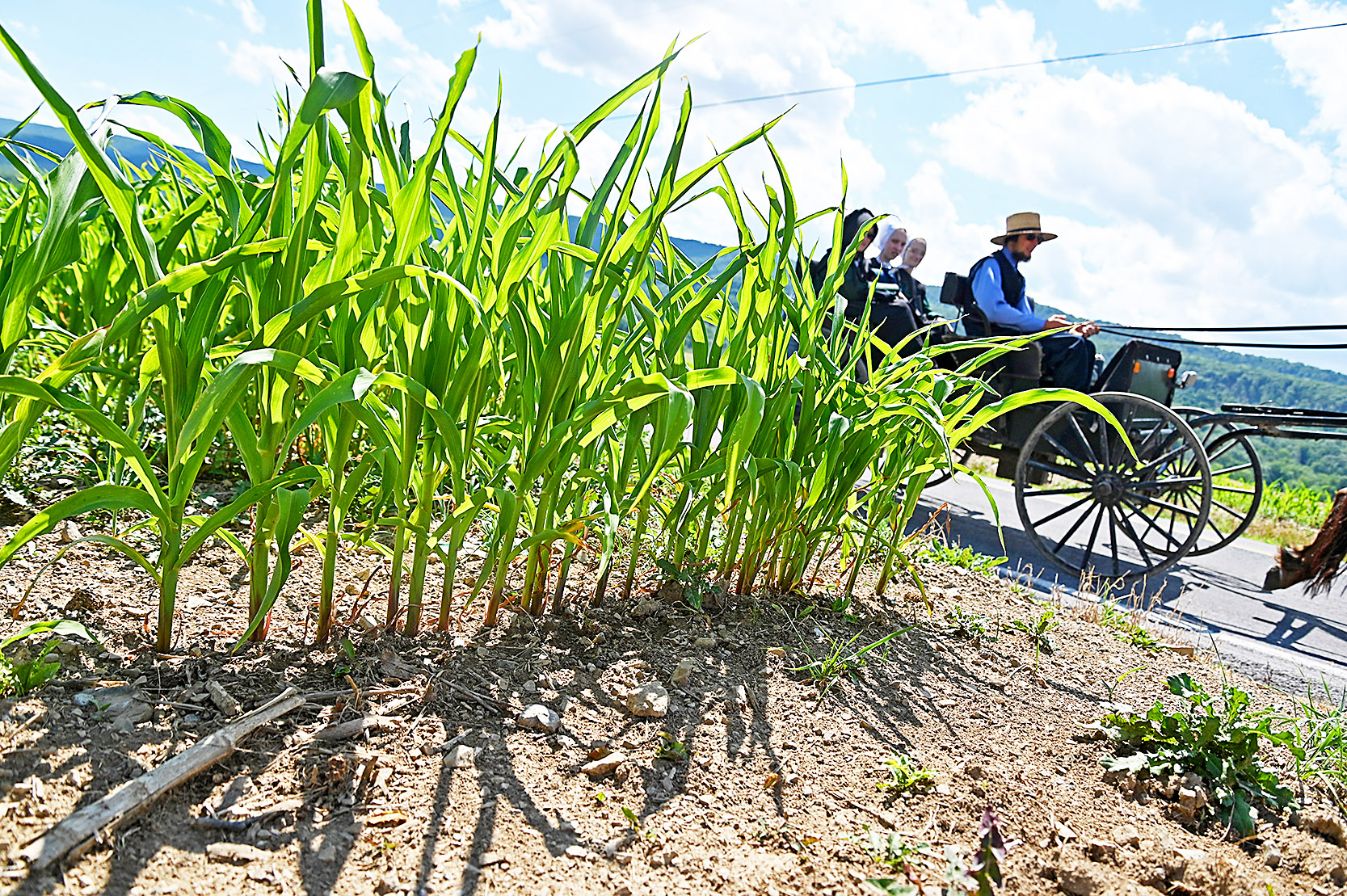 Sinking Valley corn 01 | News, Sports, Jobs - Altoona Mirror